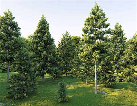 Which Trees And Plants Are Available In Lumion Lumion