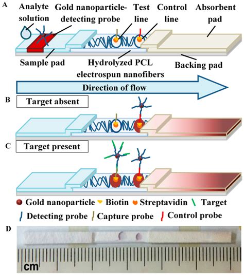 Electrospun Polycaprolactone Nanofibers As A Reaction Membrane For Lateral Flow Assay
