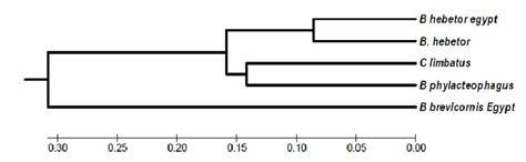 The Upgma Tree Was Constructed Based On The Multiply Aligned Sequence