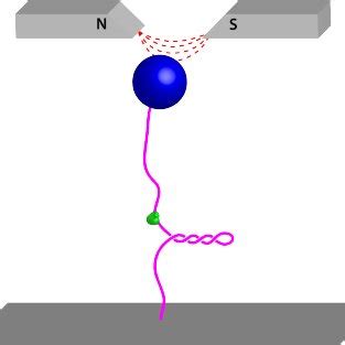 BASIC COMPONENTS OF A SINGLE MOLECULE EXPERIMENT SETUP The DNA Strand Download Scientific