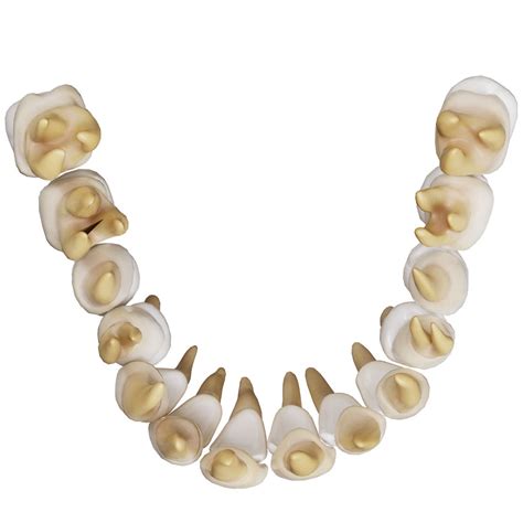 Human Teeth Tooth 3d Model
