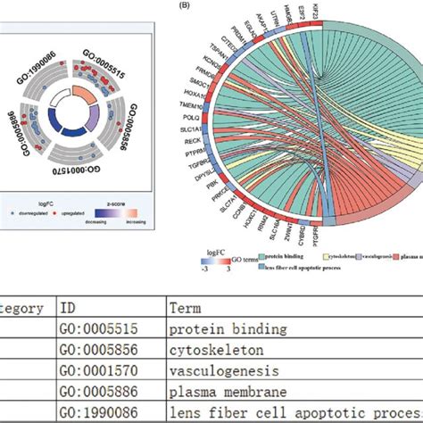 Pdf Identification Of Lncrna Biomarkers In Lung Squamous Cell Carcinoma Using Comprehensive