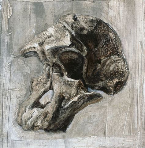 Australopithecus Africanus Skull Stock Image C011 0661 Science Photo Library