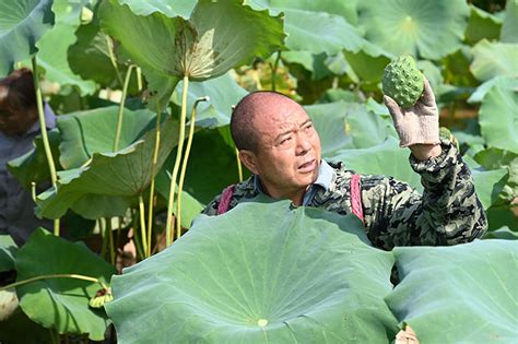 四川内江处暑时节采莲忙 图说县域 当代县域经济网