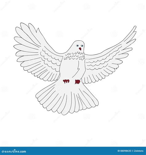 Gray Dove In Flying Action With Wide Open Wings Front View Fauna