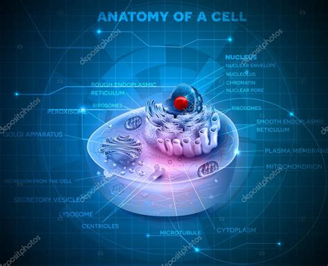 Cell Structure Cross Section Stock Vector Image By ©megija 97716032