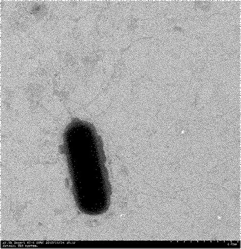 Bacillus Subtilis And Application Thereof Eureka Patsnap