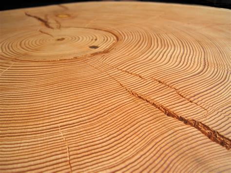 Learning About Tree Ring Dating