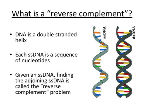 Reverse Complement In Perl Powerpoint Slides Myprivatetutor Uae