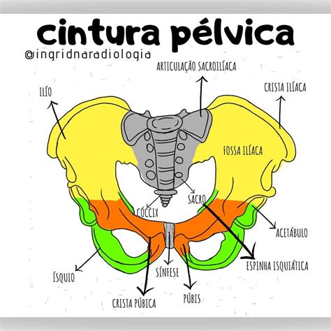 Cintura Pelvica Vista Posterior Anatomy Of The Pelvic Girdle Video