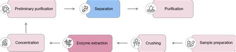 Enzyme Extraction And Isolation