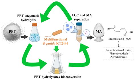 Pseudomonas Putida Kt2440