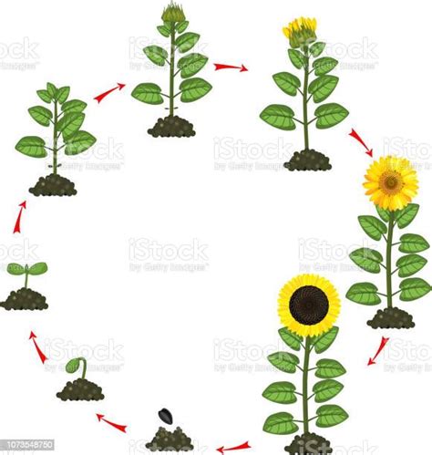 วงจรชีวิตของดอกทานตะวัน ขั้นตอนการเจริญเติบโตจากการเพาะเมล็ดเพื่อออกดอกและผลไม้ แบกพืช ภาพประกอบ