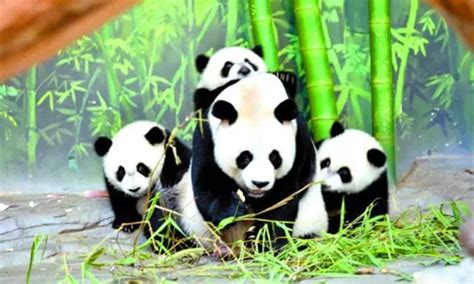 长隆大熊猫中心 大熊猫 大熊猫金虎 大山谷图库