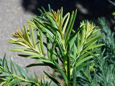 How To Grow Yew