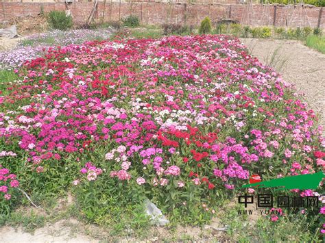 石竹园林用途 龙吐珠园林用途 大山谷图库