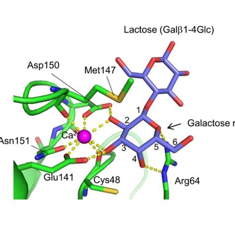 Carbohydrate Binding Site Structures Of The C Type Lectins Coordinate