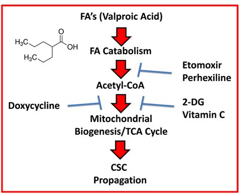 Schematic Diagram Summarizing The Role Of Fatty Acid Oxidation Fao In