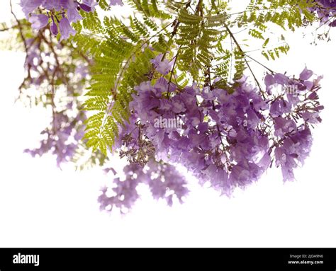 Flowers Of Blue Jacaranda Jacaranda Mimosifolia Isolated On White