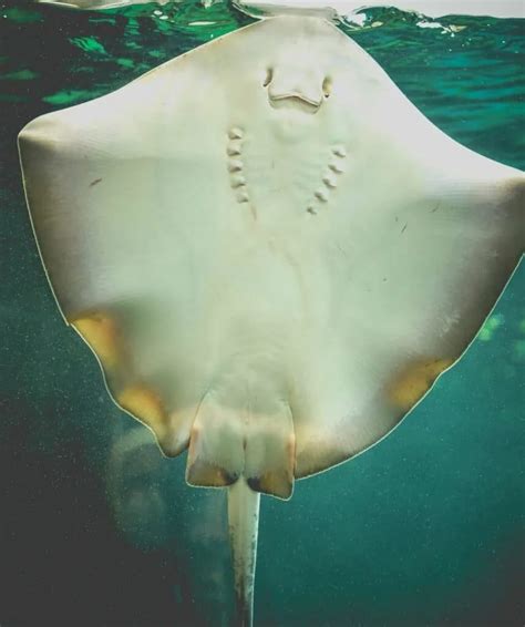 The Skate Fish A Deep Sea Resident Animals Around The Globe