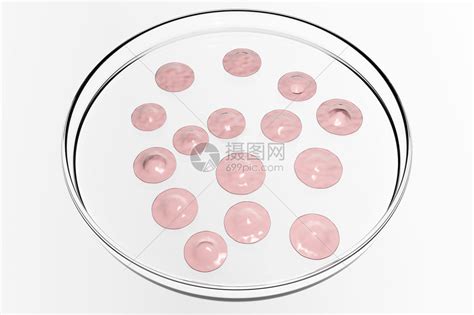 带有人类干细胞的培养皿高清图片下载 正版图片502543668 摄图网