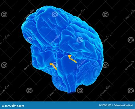 Trigeminal Nerve Illustration Of The 19th Century Royalty Free Stock Image