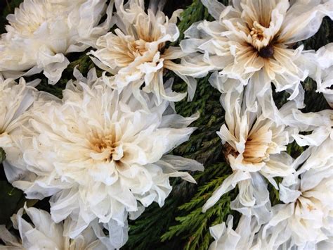 Plant Info API Learn Python With HolyPython Com