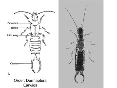 Insect Classification Lab19 Ppt