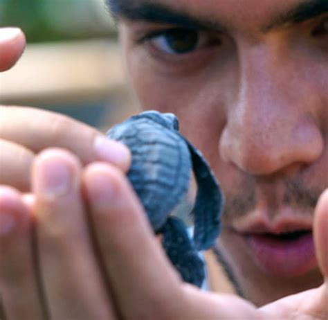 Sea Turtle Conservation Center Volunteer In Indonesia 2024