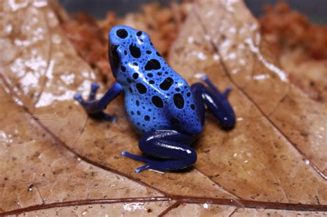 Dendrobates Tinctorius Azureus Jungle Jewel Exotics
