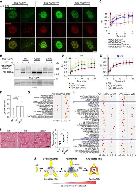 Structural Basis Of Pml Rara Oncoprotein Targeting By Arsenic Unravels