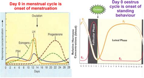 Oestrus Vs Menstrual Cycle Flashcards Quizlet