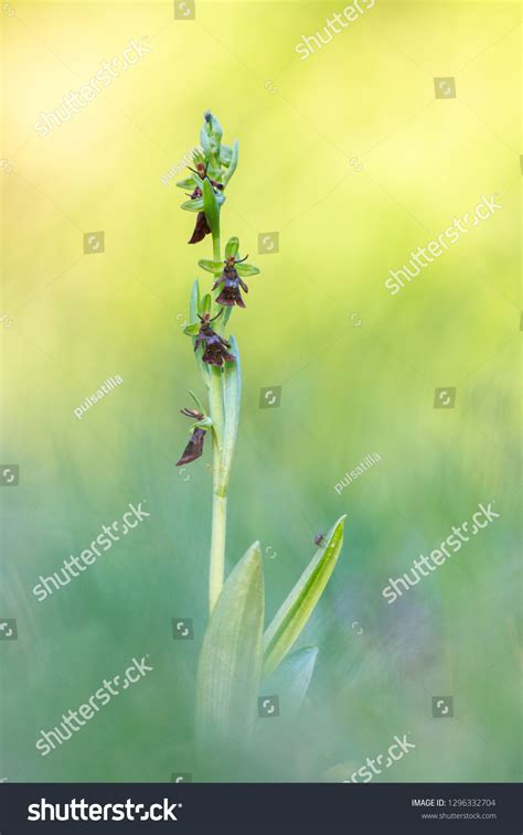 Fly Orchid Remarkable Example Sexuallydeceptive Pollination Stock Photo 1296332704 Shutterstock