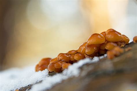 Обои Природа Грибы обои для рабочего стола фотографии природа грибы фон капли утро роса