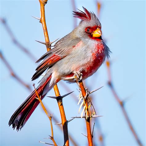 Spring Migration Celebration • Friends Of Bosque Del Apache