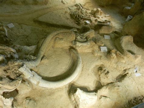 Fossil Sites Of North Texas Jurassic James