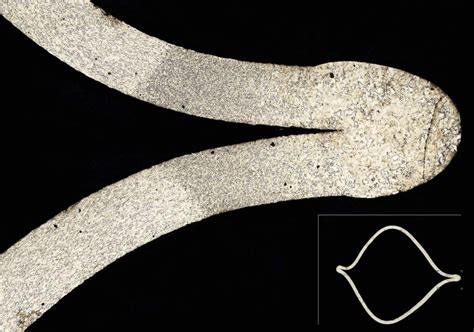 Microscopy Reveals The Granular Microstructure Of The Inflated Sample Download Scientific