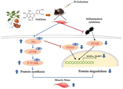 Nutrients Free Full Text Nobiletin Improves D Galactose Induced