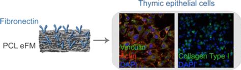 纤连蛋白功能化纤维网作为支持胸腺上皮细胞培养的底物 Biomacromolecules X Mol