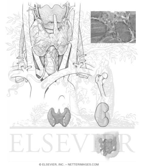 Thyroid Gland Anatomy Netter