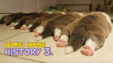 잘자고 잘먹고 잘싸면 칭찬받는 귀여운 일상 😉 8코기네 히스토리 Ep3 8 Corgi House History Ep3