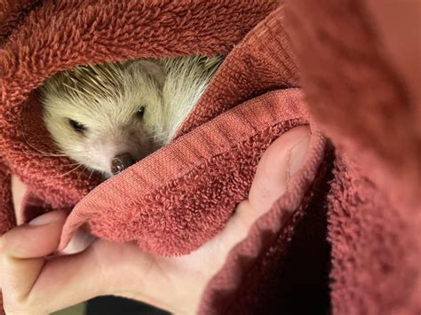 A Post In Memory Of Mocha Rhedgehog