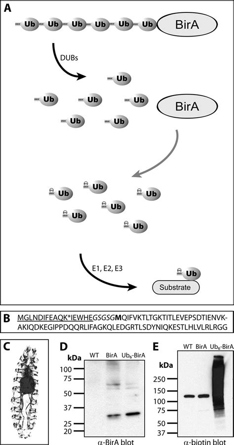 Novel Strategy To Isolate Neuronal Ubiquitin Conjugates A Scheme