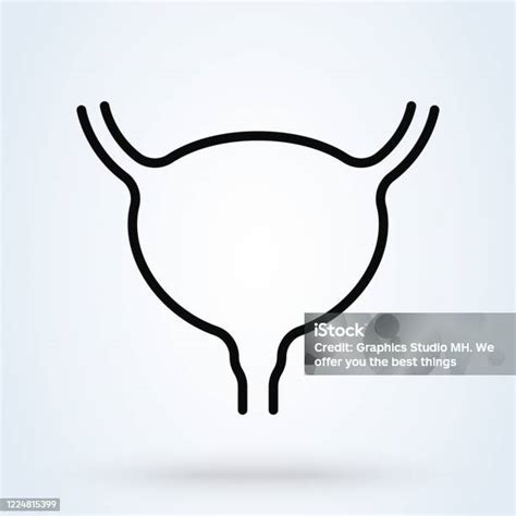 Ilustración De Vejiga Urinaria Humana Con Uréteres Y Arte De La Línea
