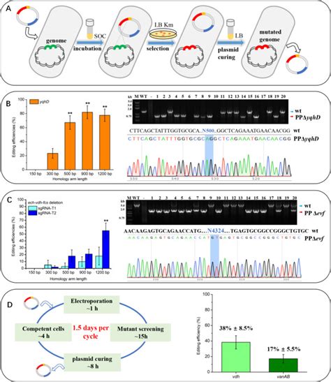 A Single Plasmid Based Easily Curable Crispr Cas9 System For Rapid Iterative Genome Editing In