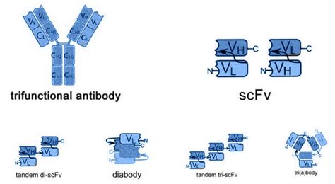 scfv introduction a single chain variable fragment scfv … by kmd