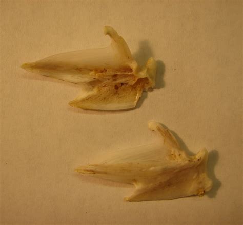 Great Sculpin Angular Lateral View