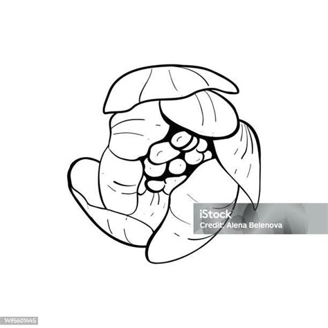 벚꽃 벚꽃 사과 자두 야생 벚꽃 매화 새 벚꽃의 반쯤 열린 꽃의 벡터 그림 꽃잎의 검은 윤곽 그래픽 그림 엽서 디자인 및 구성 장식 지문 포스터 스티커 기념품 문신 우표