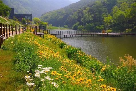 발길이 닿지 않은 숨은 명소 샤스타데이지와 금계국이 뒤덮은 비밀의 정원 여행을말하다 여행을말하다