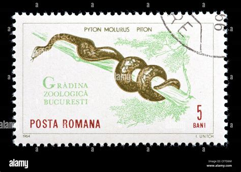 Postage Stamp From Romania Depicting A Python Python Molurus Issued